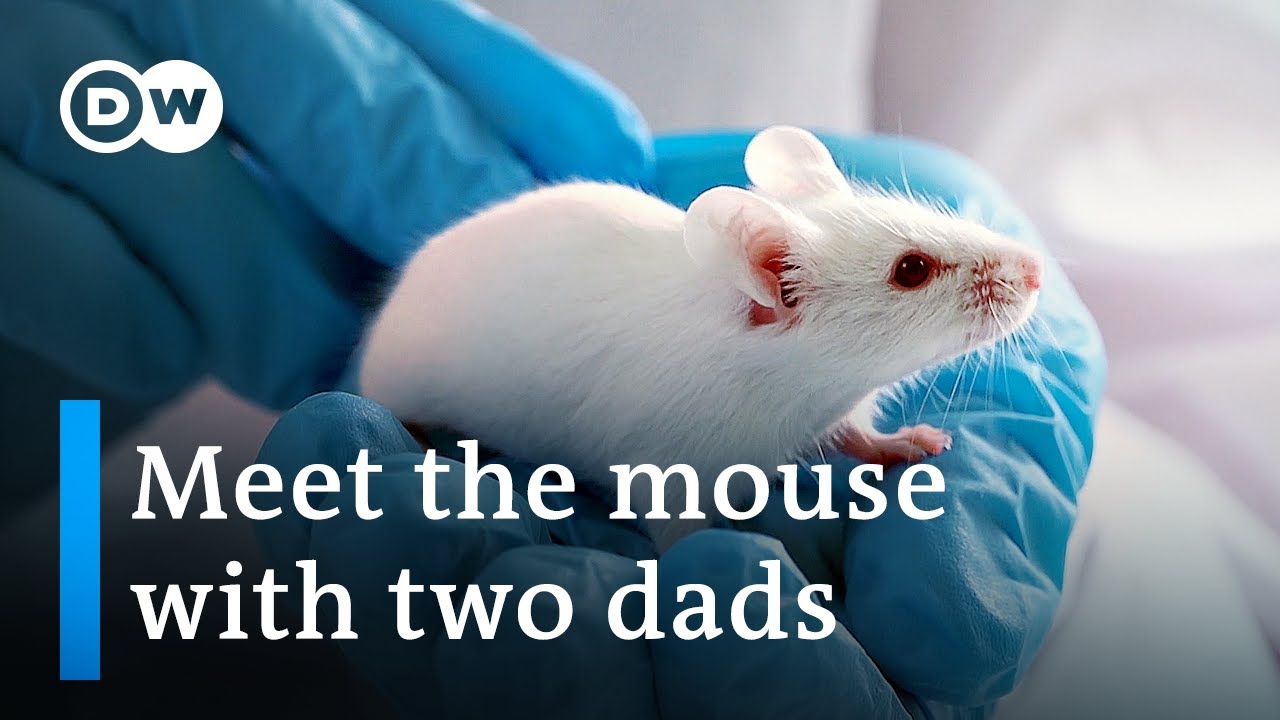 WHAT? First healthy mice with two dads — and no moms — born in Japan ...