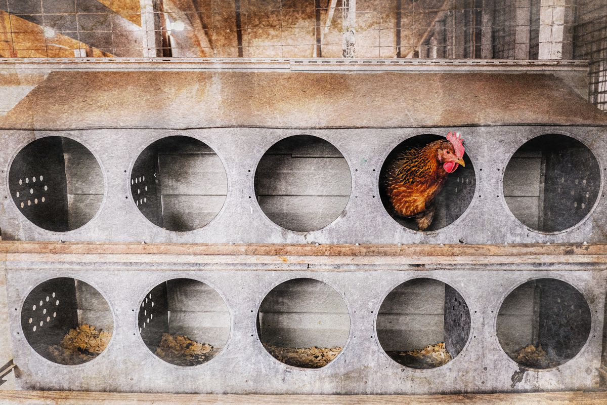 Why the US Continues to Kill Millions of Hens, 4 Years Into Bird Flu ...