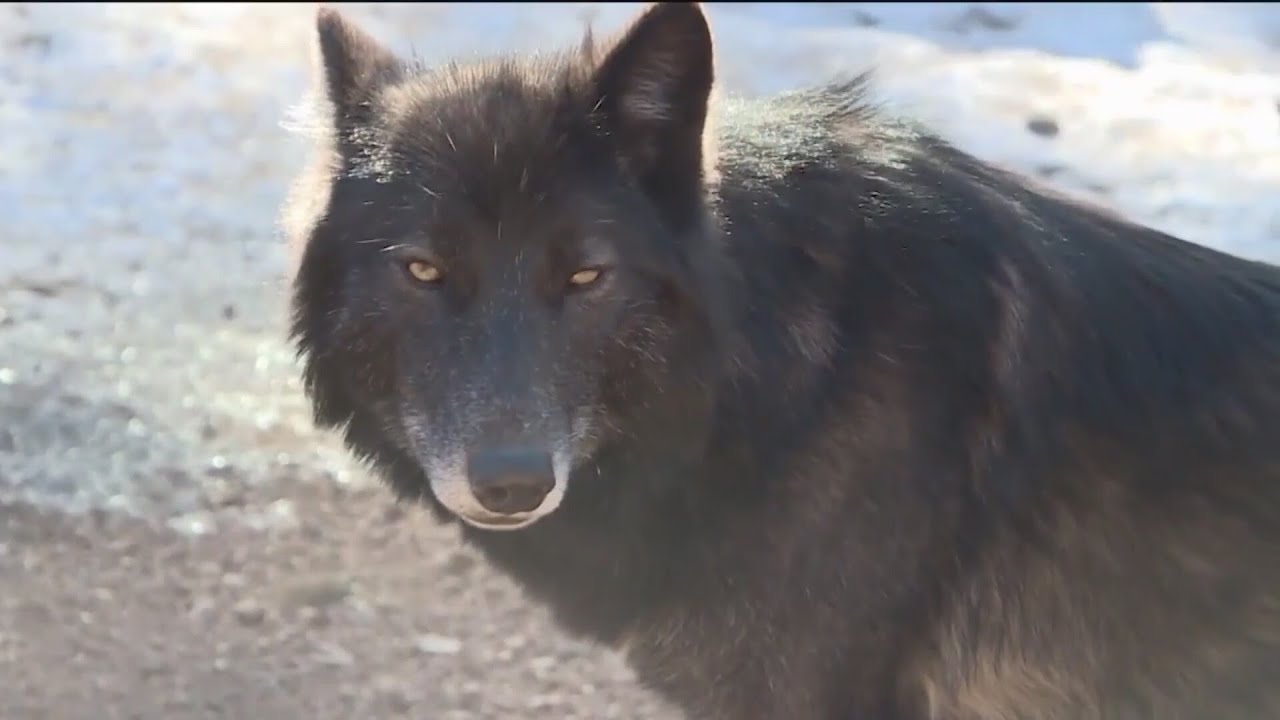 Wolves Wreak Havoc on Cattle Herds in California - The Thinking ...