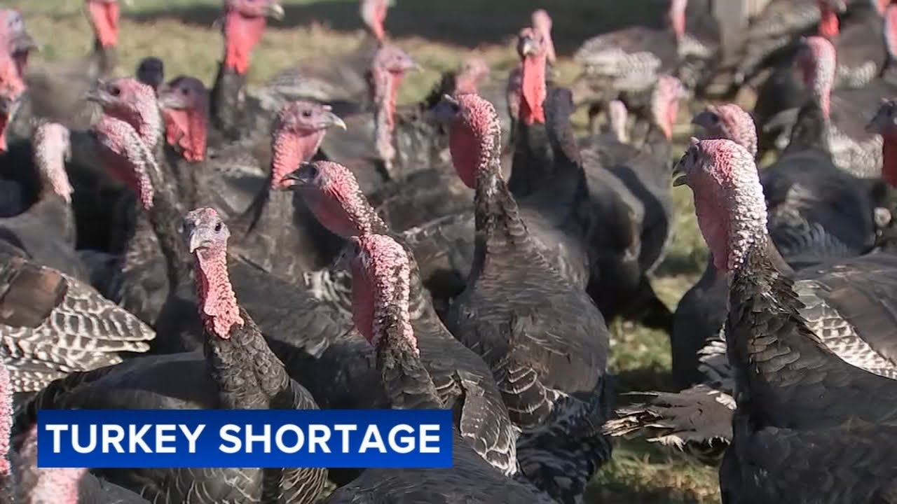 Where Did All the Turkeys Go? - The Thinking Conservative News
