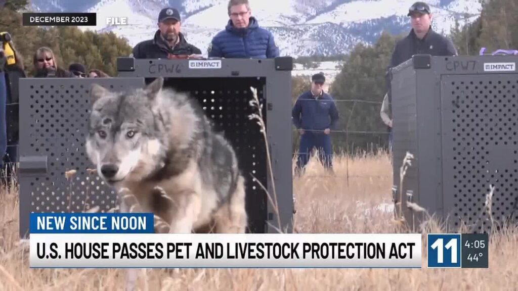 US House Passes Bill to Remove Gray Wolf From Endangered List - The ...
